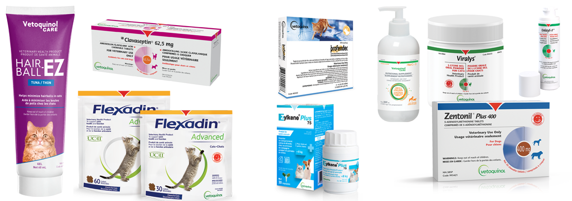 Thinking Cat - Thinking Cat